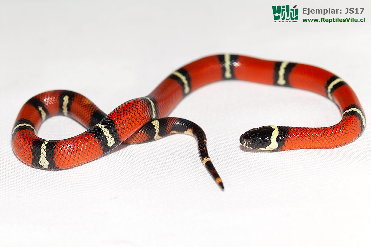 Falsa Coral de Sinaloa - JS17 - Reptiles Vilú