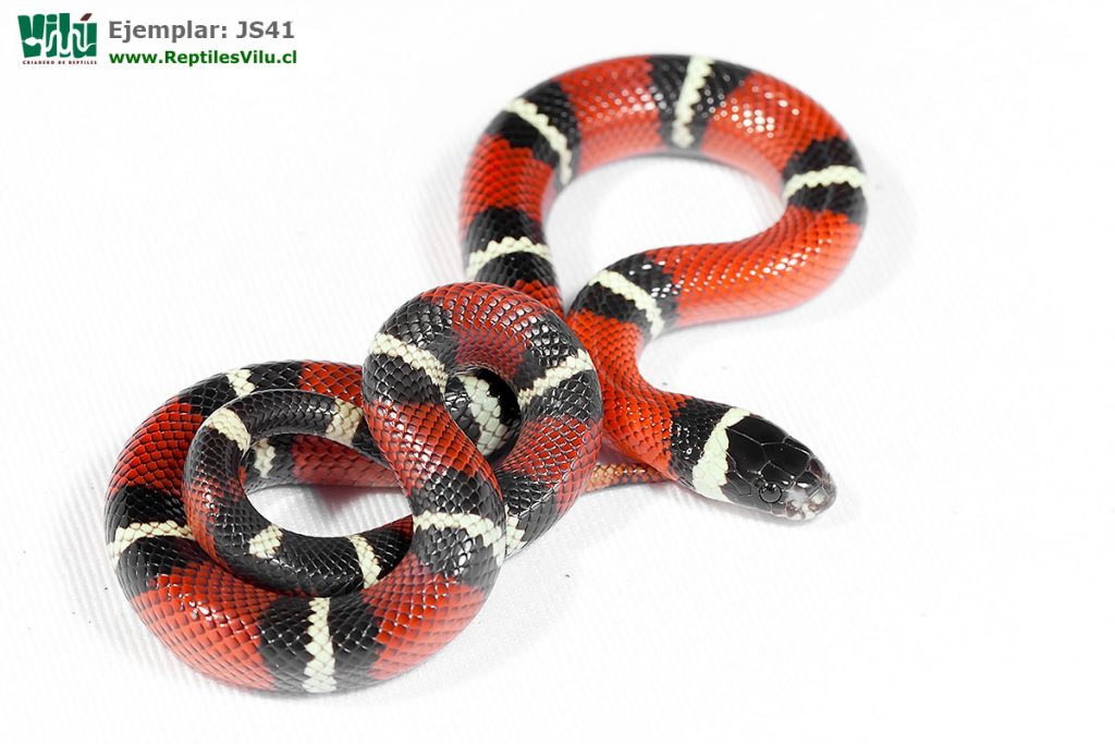 Falsa Coral de Sinaloa - JS41 - Reptiles Vilú